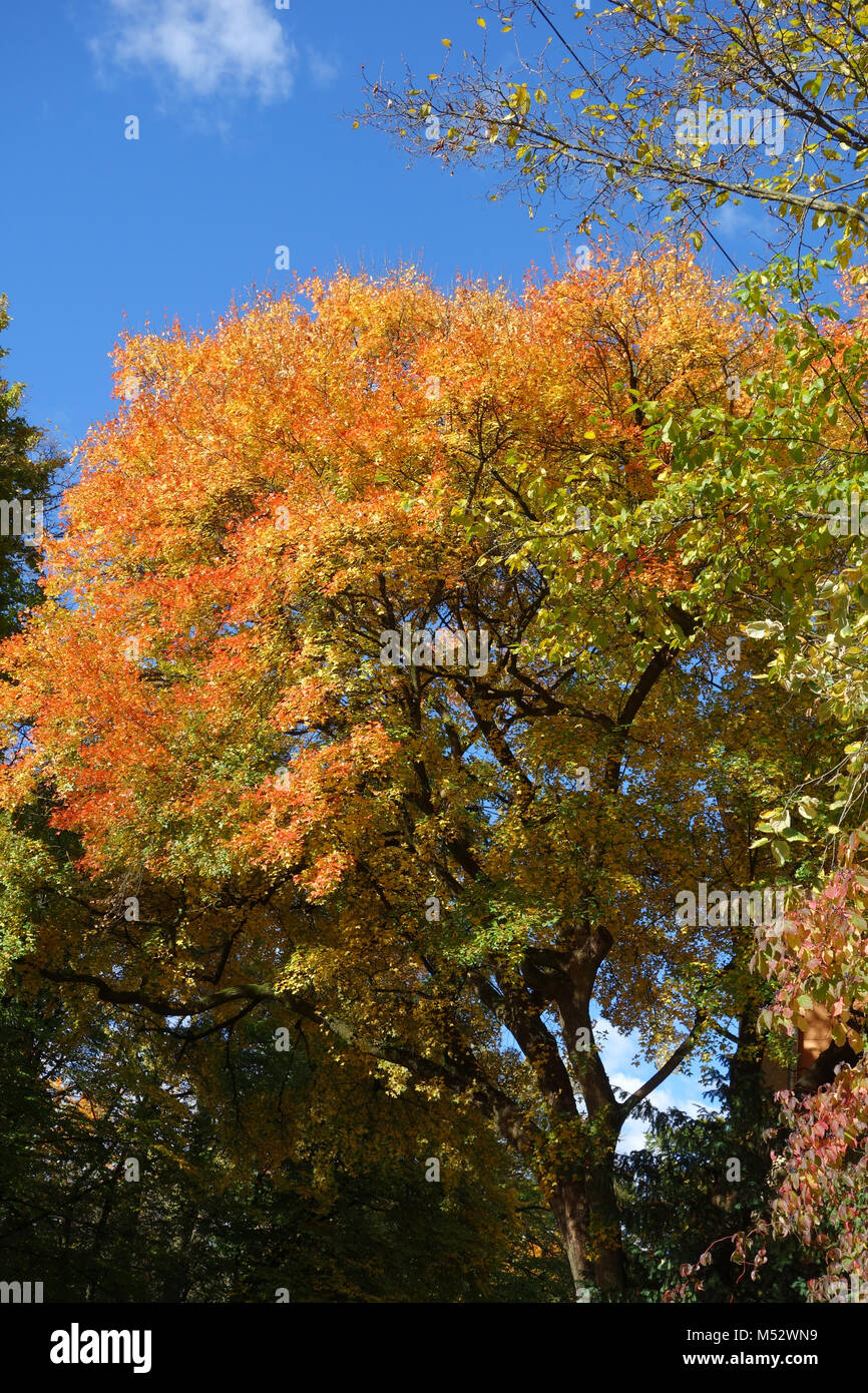 Acer monspessulanum, french maple Stock Photo - Alamy
