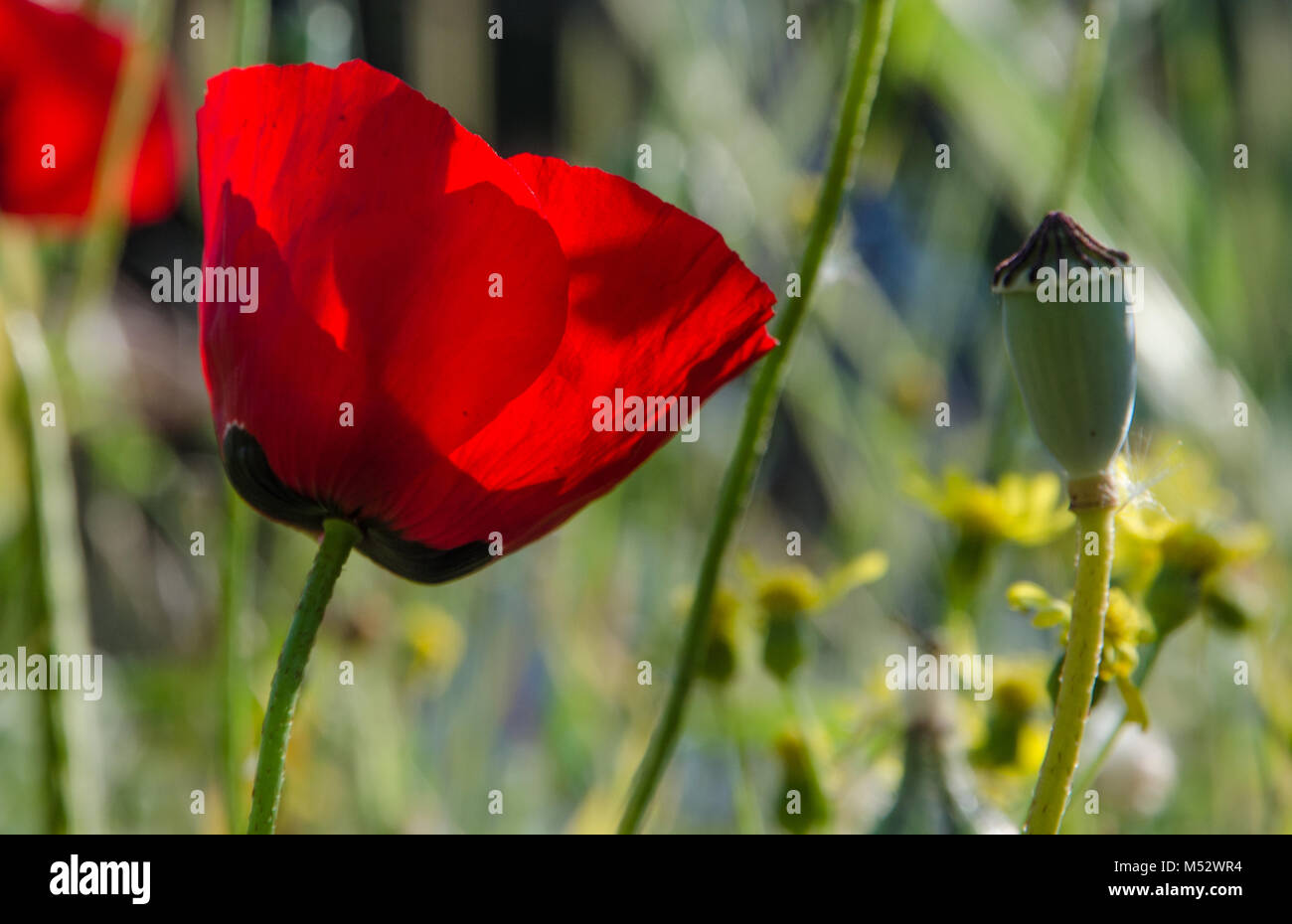 Poppies are blooming in greece hi-res stock photography and images - Alamy