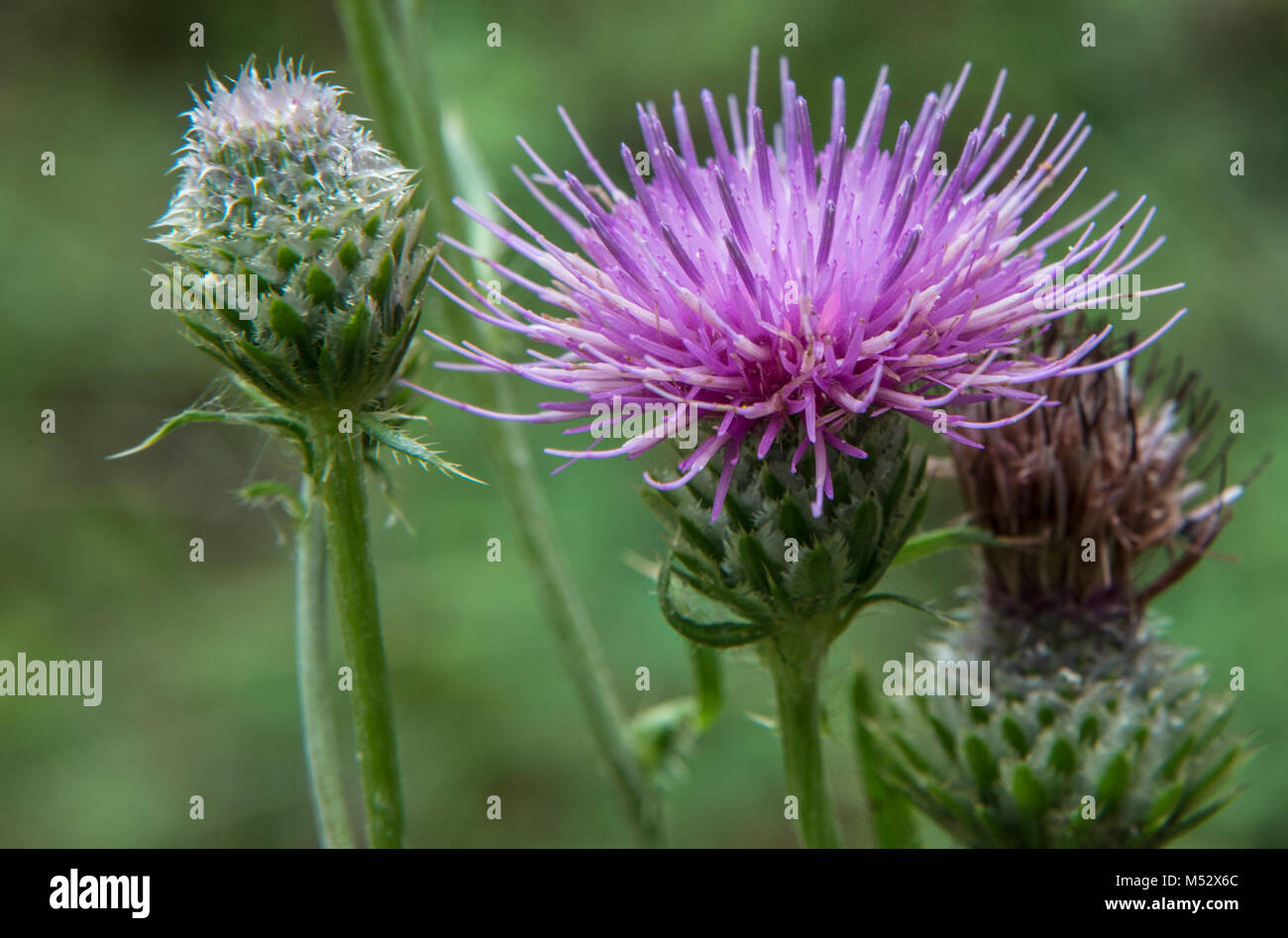 Thistle bloom in an Oregon forest Stock Photo - Alamy