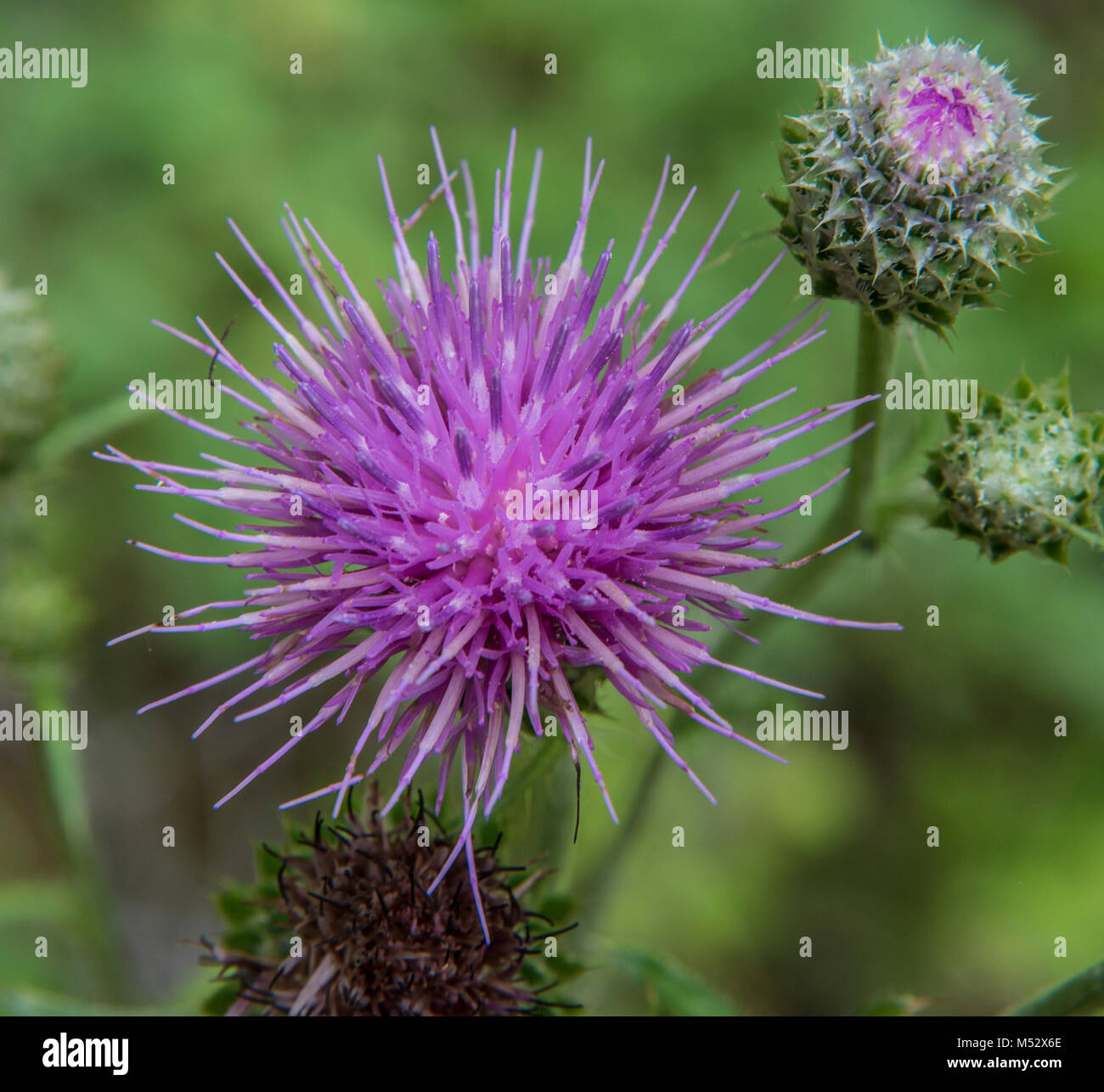 Thistle bloom in an Oregon forest Stock Photo - Alamy
