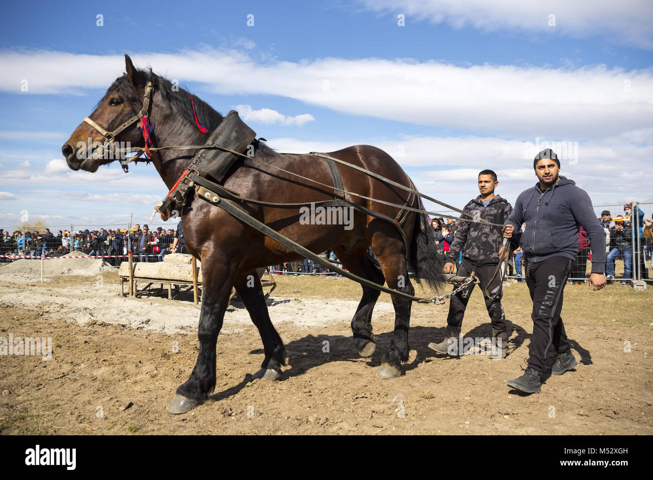 Horse heavy pull tournament Stock Photo - Alamy