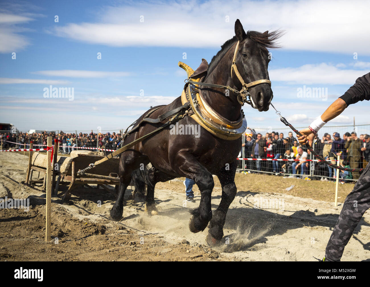 Horse pulling heavy load hi-res stock photography and images - Alamy