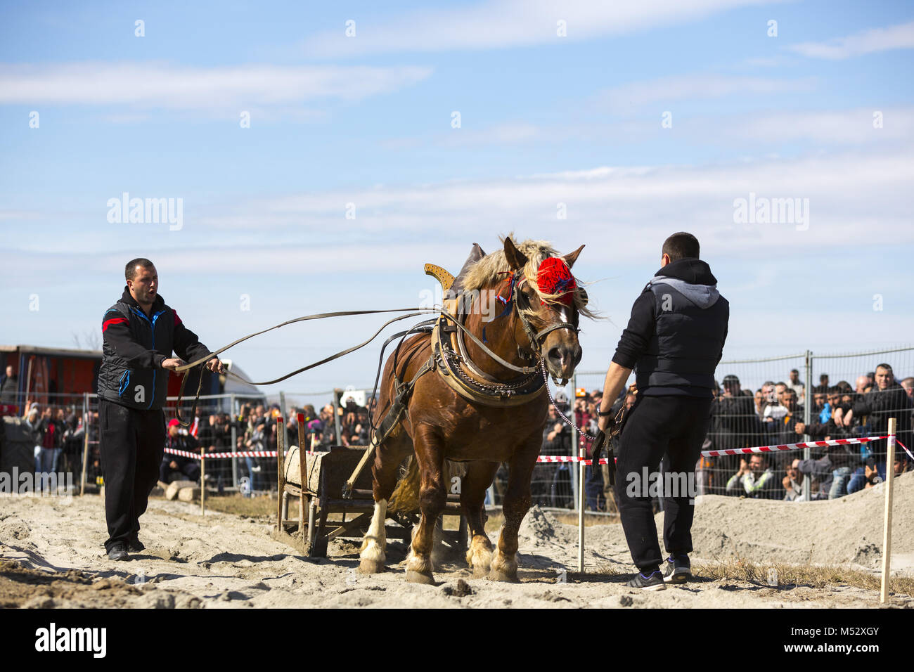 Horse pulling heavy load hi-res stock photography and images - Alamy