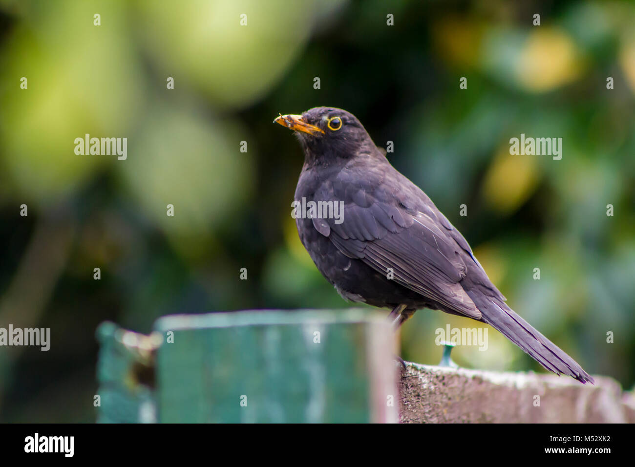 Pango background hi-res stock photography and images - Alamy