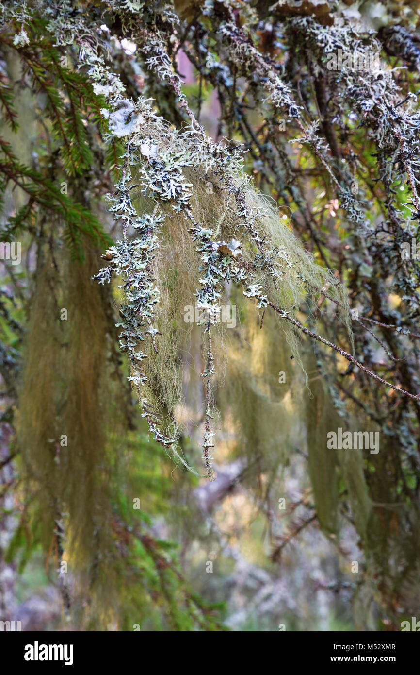 Lichens usnea filipendula hi-res stock photography and images - Alamy