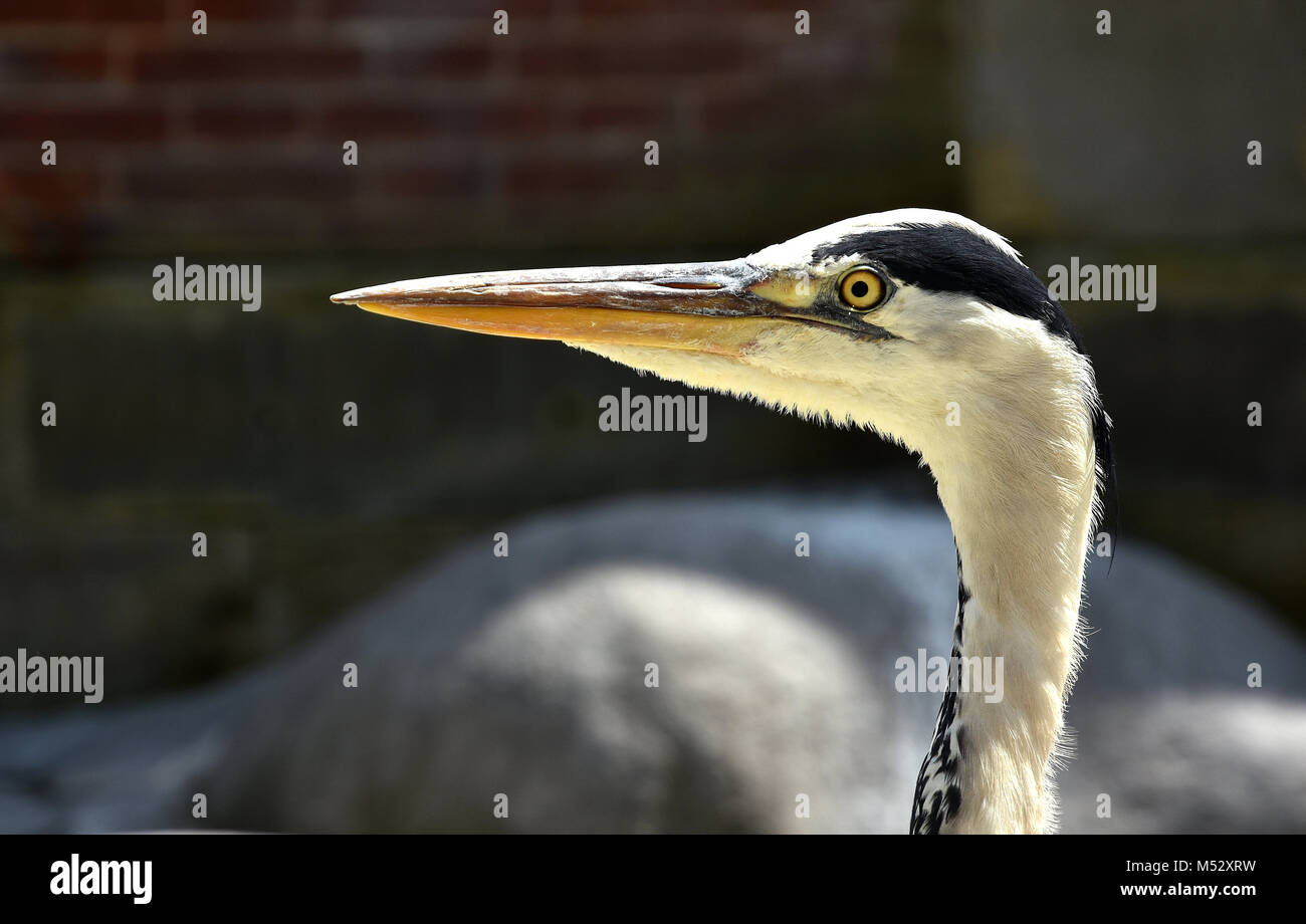 Heron grey heron hi-res stock photography and images - Alamy