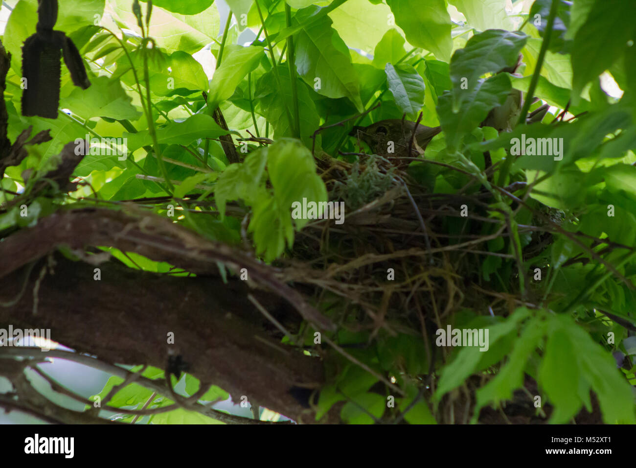 Thrush bird in tree nest Stock Photo - Alamy