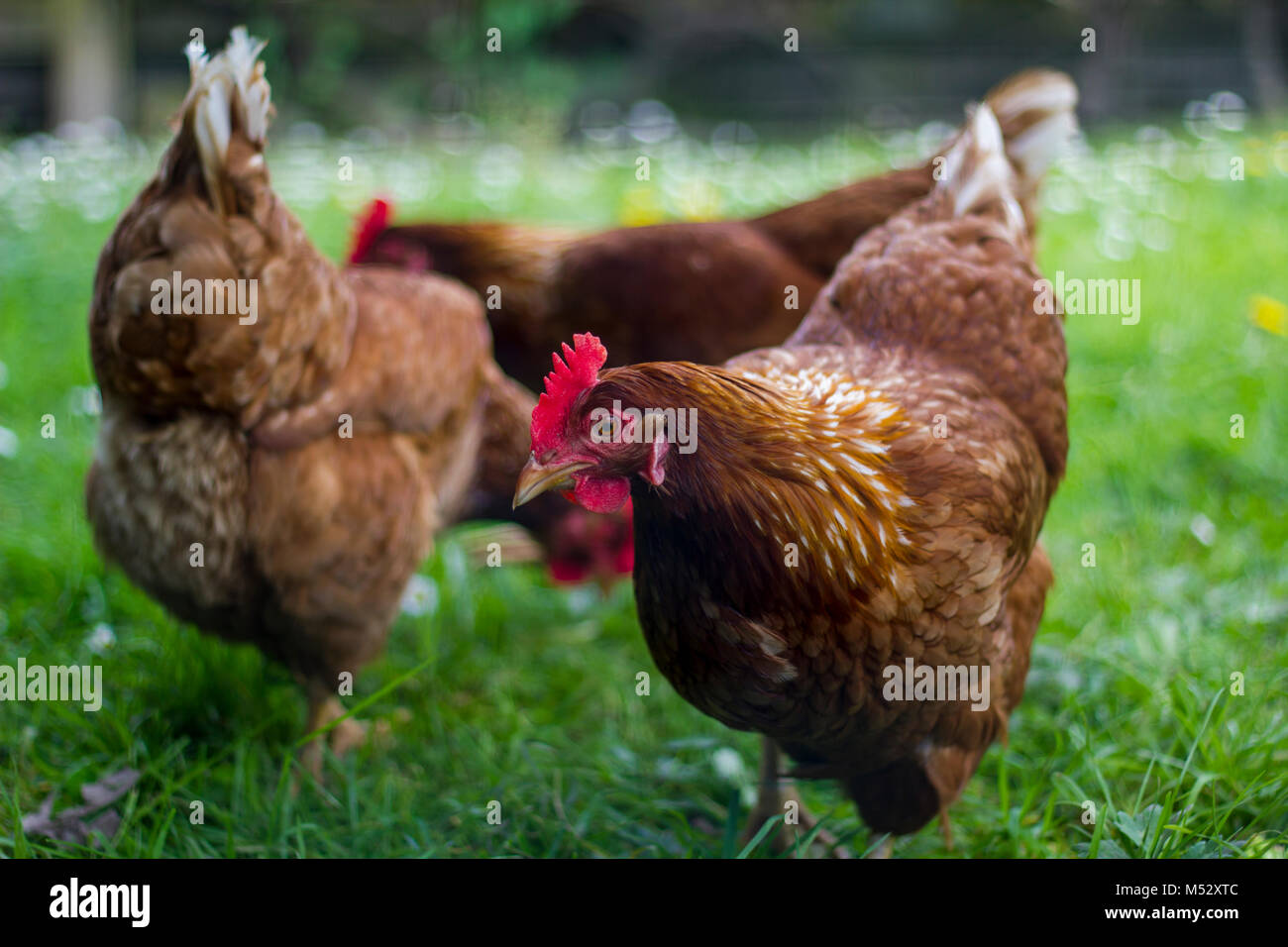 Free range chickens on field Stock Photo - Alamy