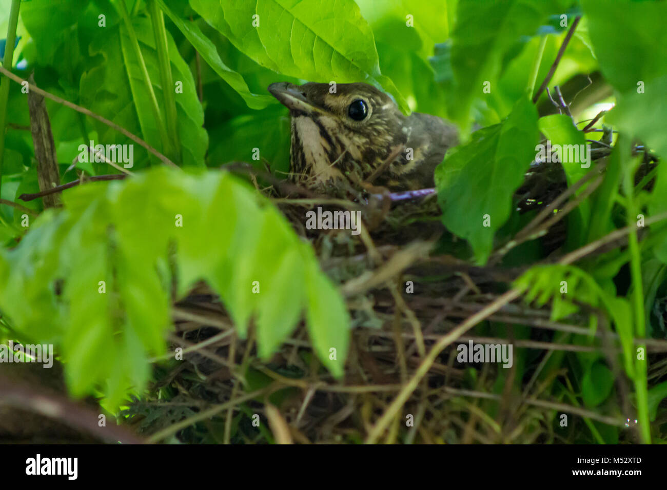 Thrush bird nest hi-res stock photography and images - Alamy