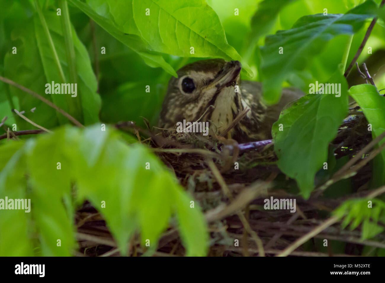 Thrush nest hi-res stock photography and images - Alamy