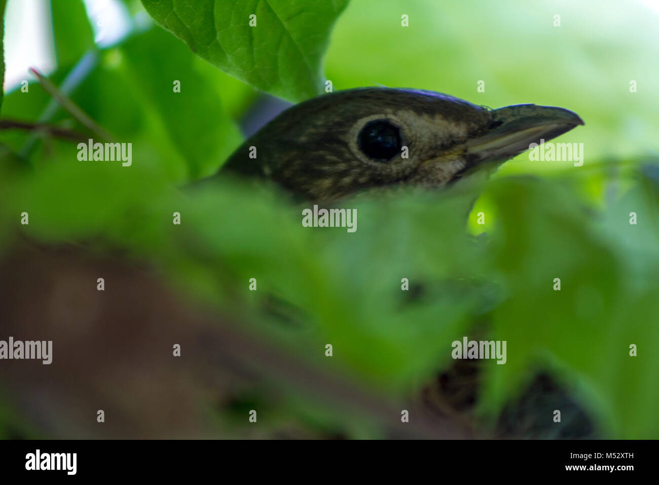Flying bird nz hi-res stock photography and images - Alamy
