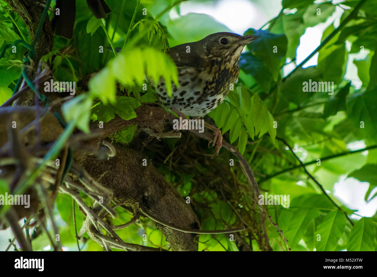 Thrush bird ready to fly Stock Photo - Alamy
