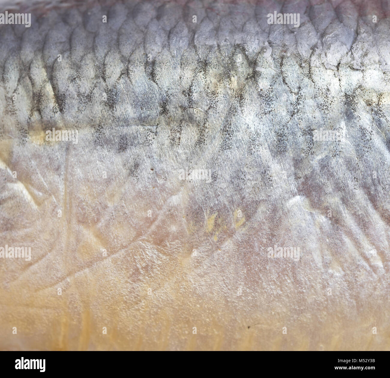 Skin fishing hi-res stock photography and images - Alamy