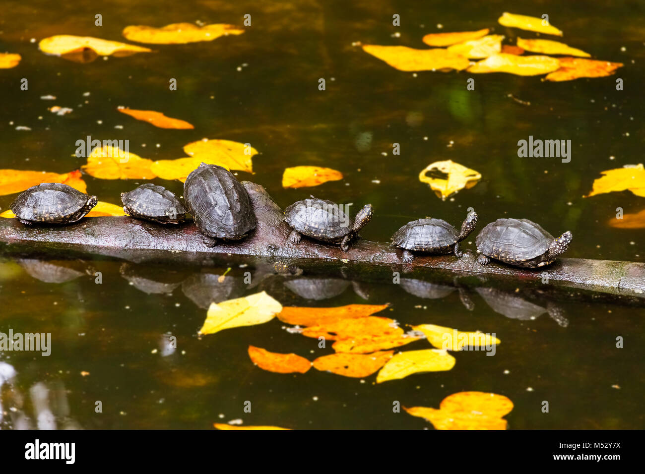 Turtles in park Stock Photo - Alamy
