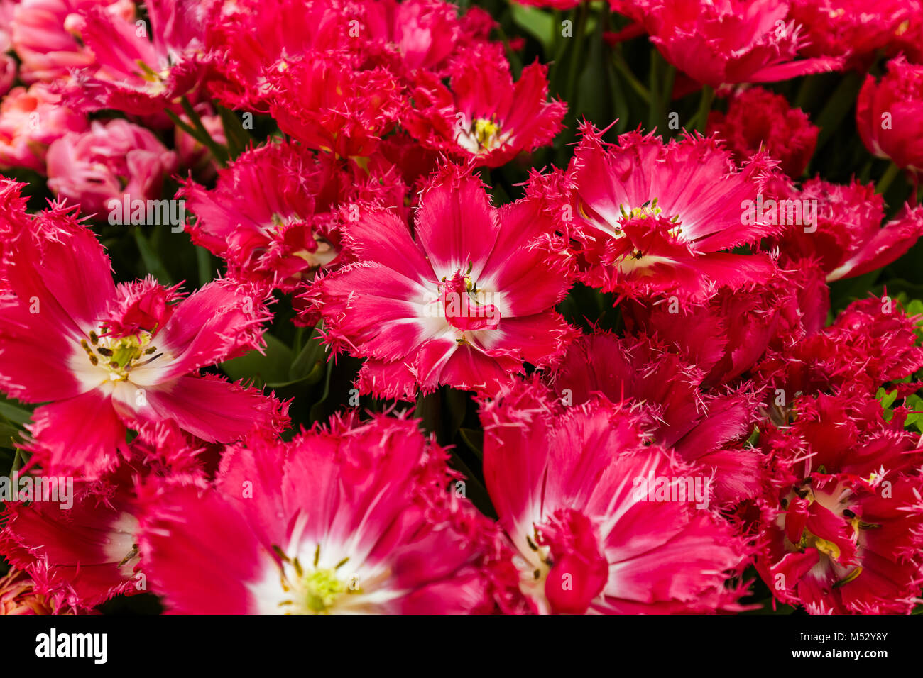 Nature floral flowers hi-res stock photography and images - Alamy