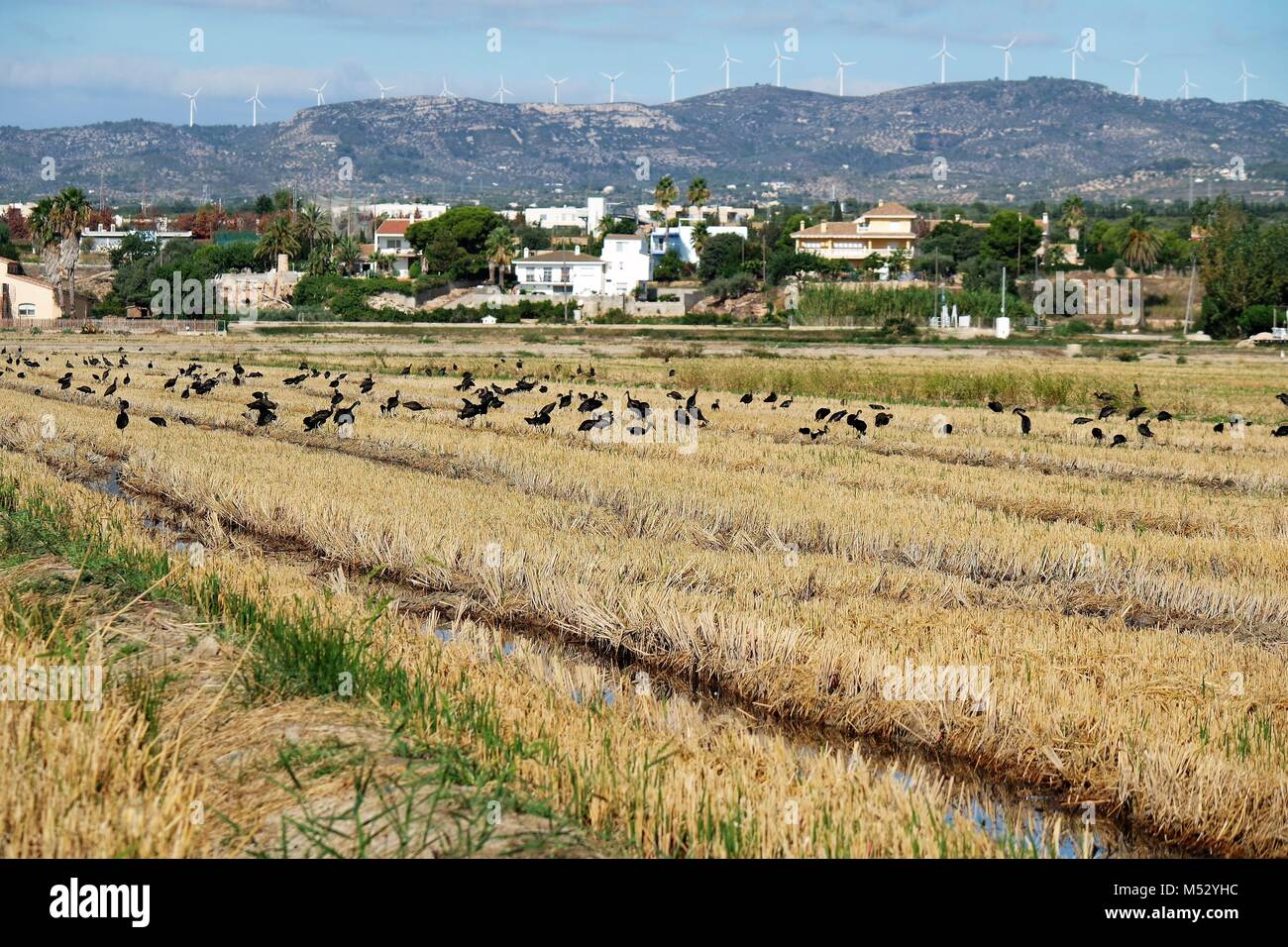 Rice fields ebro hi-res stock photography and images - Alamy