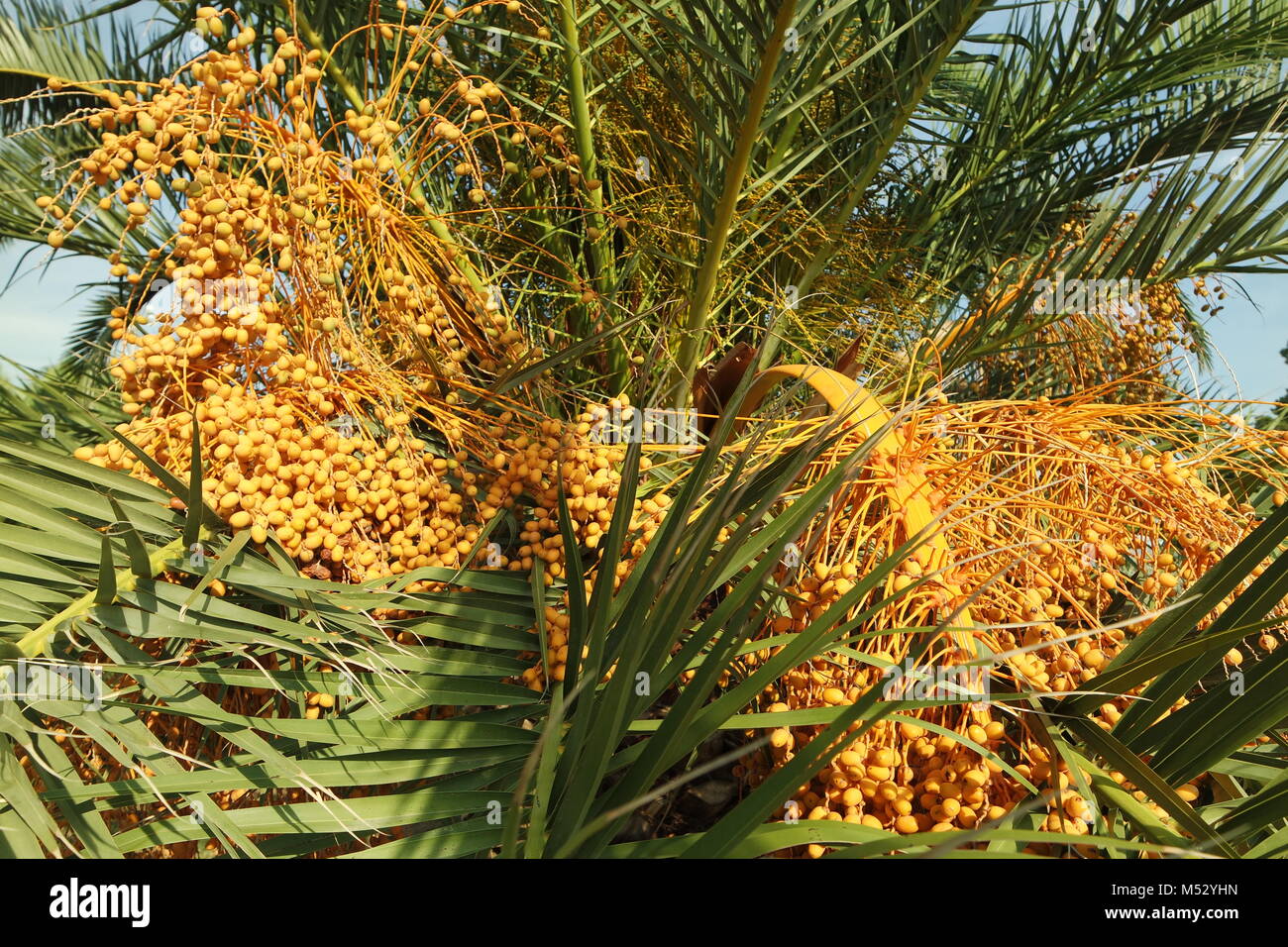 Palm tree with fruit, Spain Stock Photo - Alamy