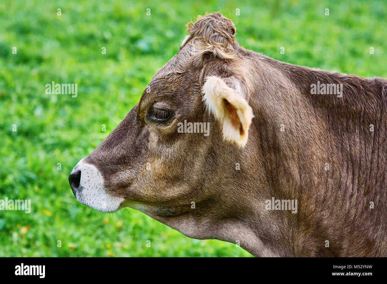 Portrait of Cow Stock Photo - Alamy