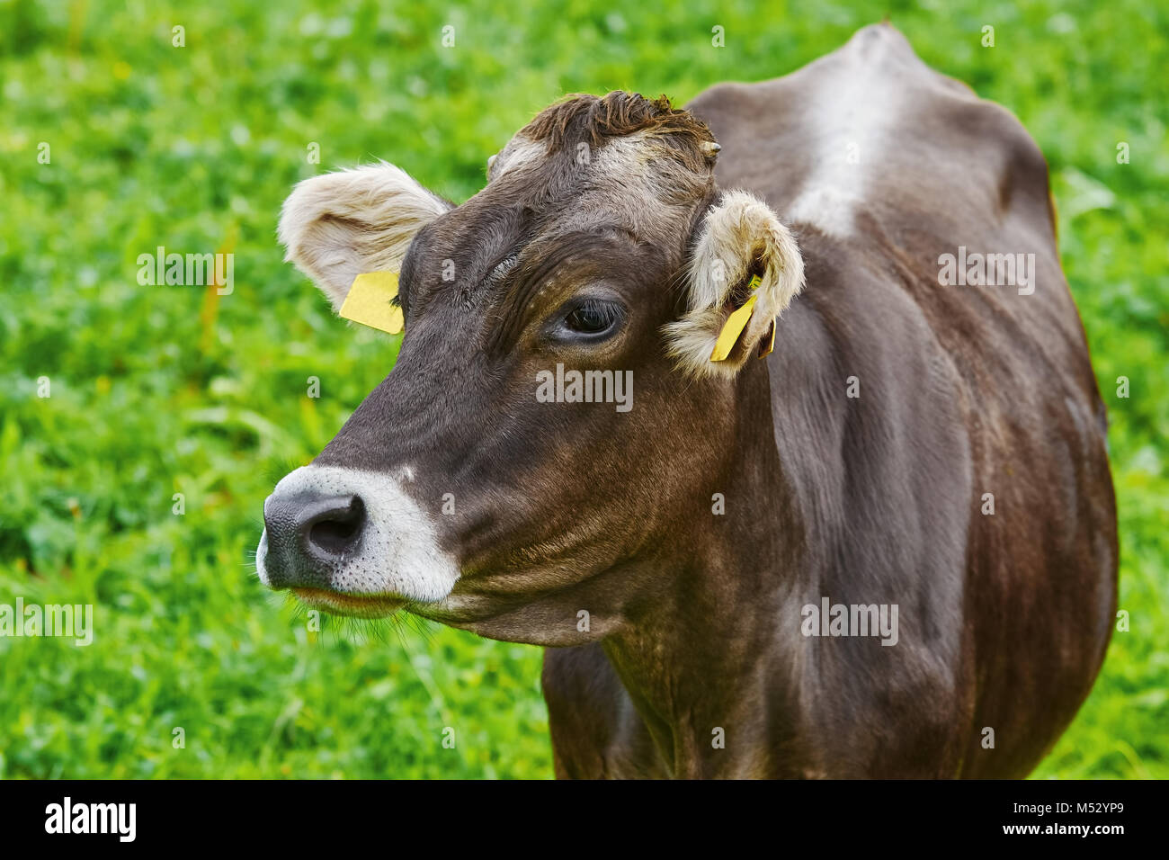 Portrait of Cow Stock Photo - Alamy