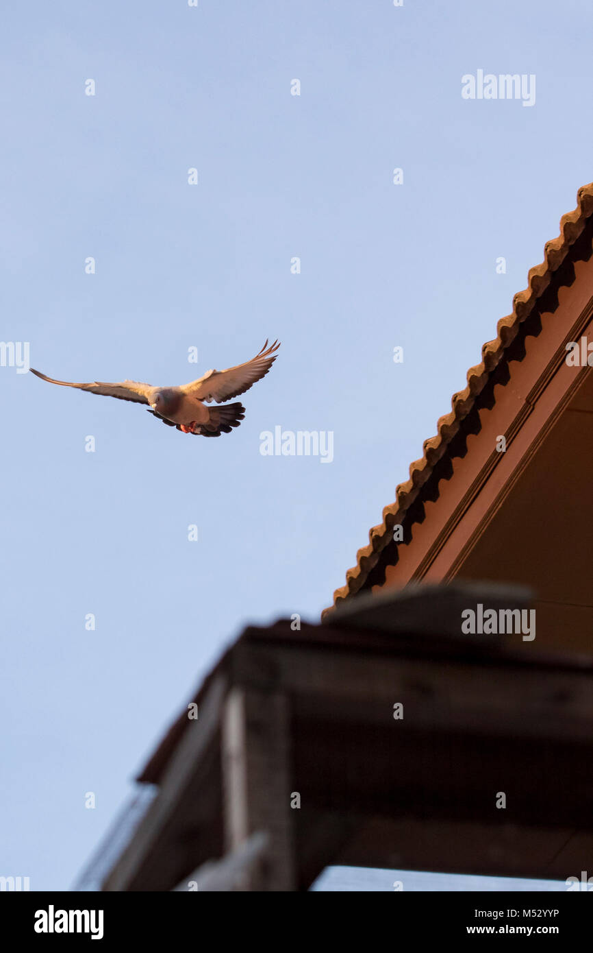 flying homing pigeon bird at home loft Stock Photo - Alamy