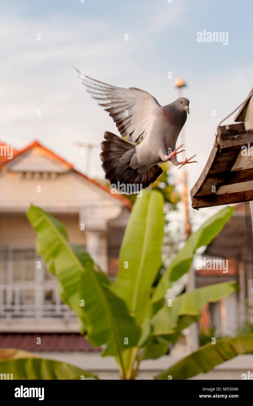 homing pigeon bird flying at home loft Stock Photo - Alamy
