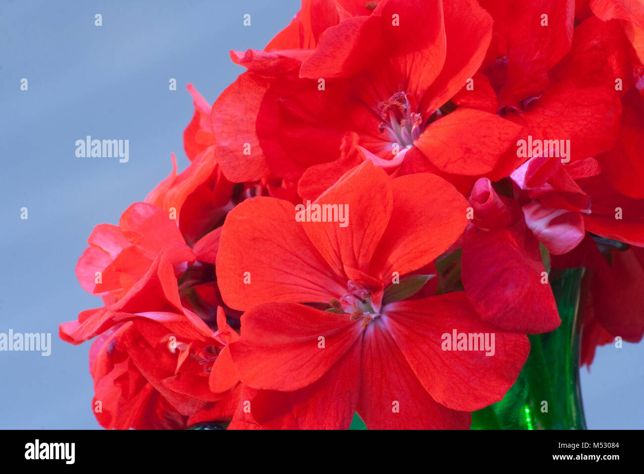 Annual geraniums hi-res stock photography and images - Alamy