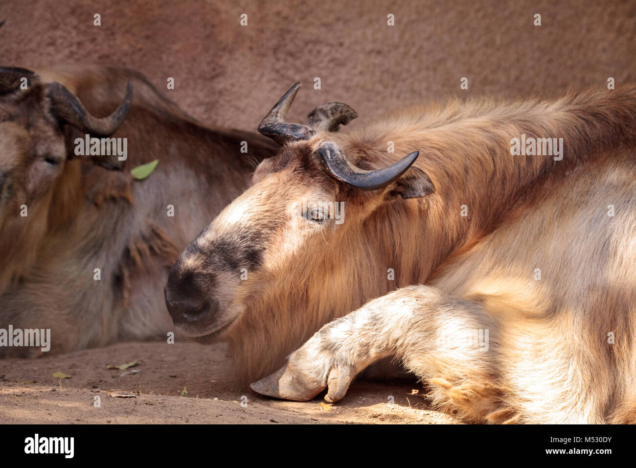 Himalayan goat hi-res stock photography and images - Alamy