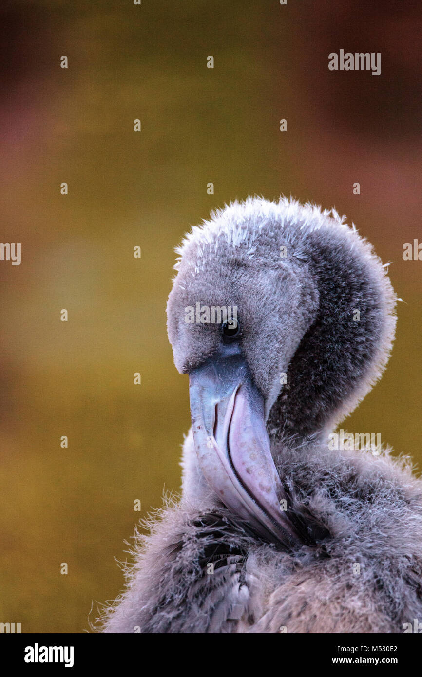 Grey juvenile young American flamingo, Phoenicopterus ruber Stock Photo ...