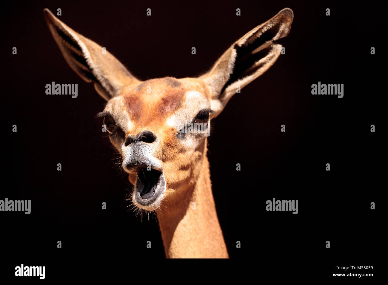 Gerald Giraffe Crying