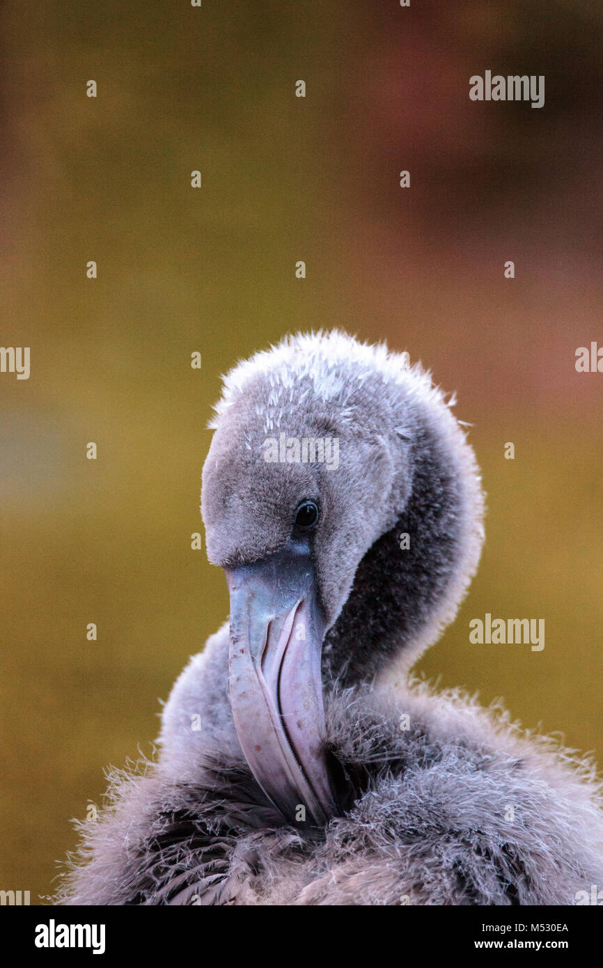 Grey flamingo hi-res stock photography and images - Alamy