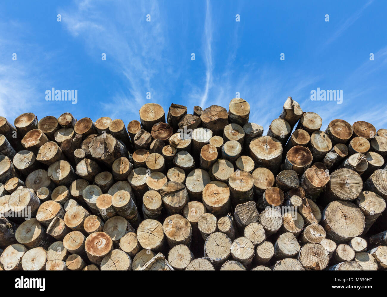 Stack of cut timber Stock Photo - Alamy