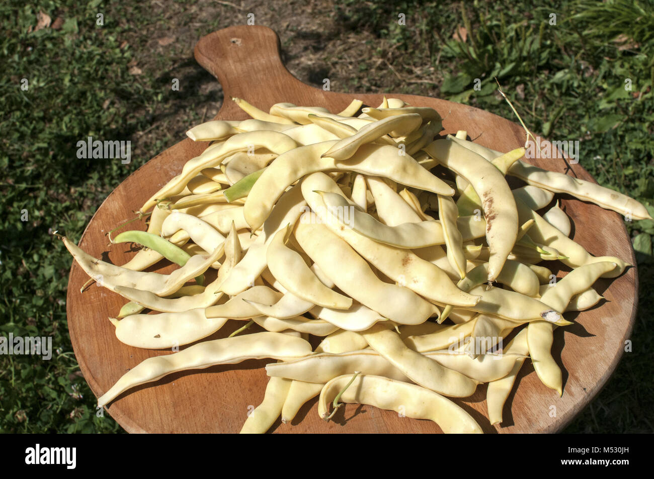 Green and yellow pods hi-res stock photography and images - Alamy