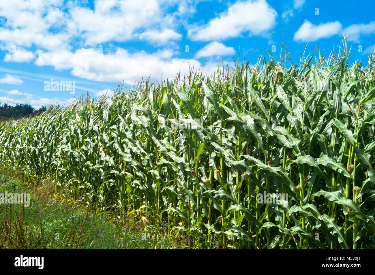 Fields of maize Stock Photo - Alamy