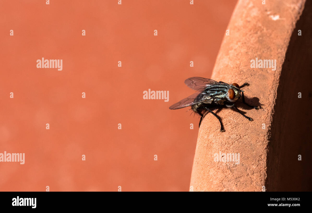 Fly isolated on backround Stock Photo - Alamy