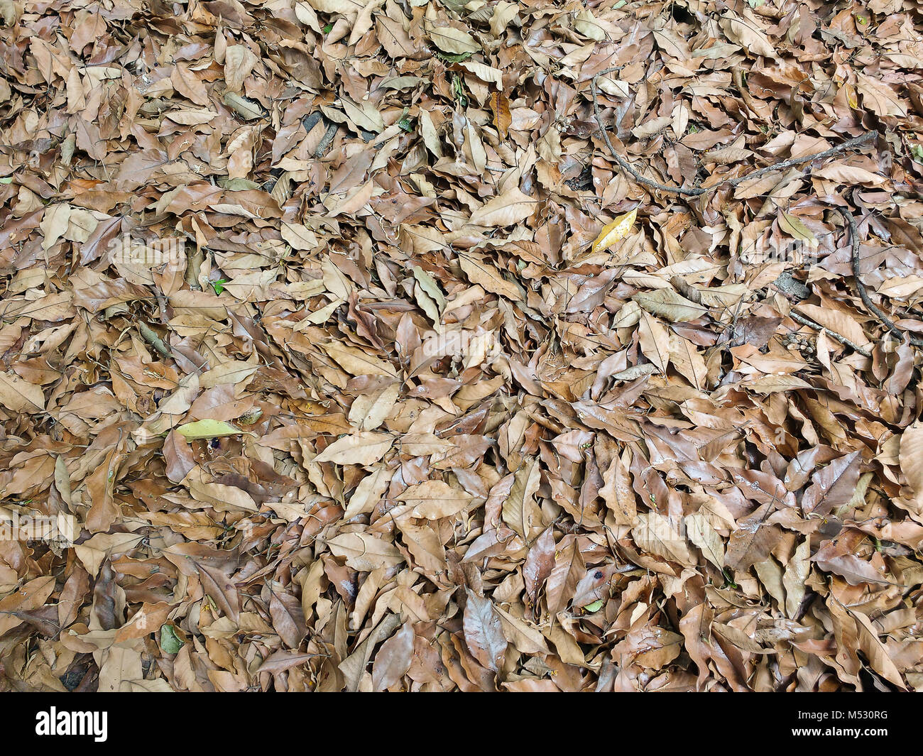 Fallen dry leaves hi-res stock photography and images - Alamy
