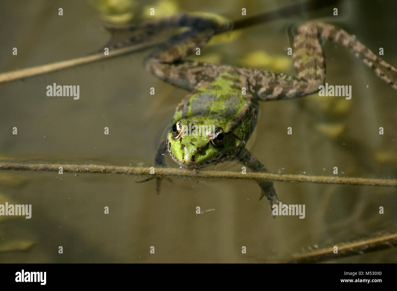 Marsh green frog Stock Photo - Alamy