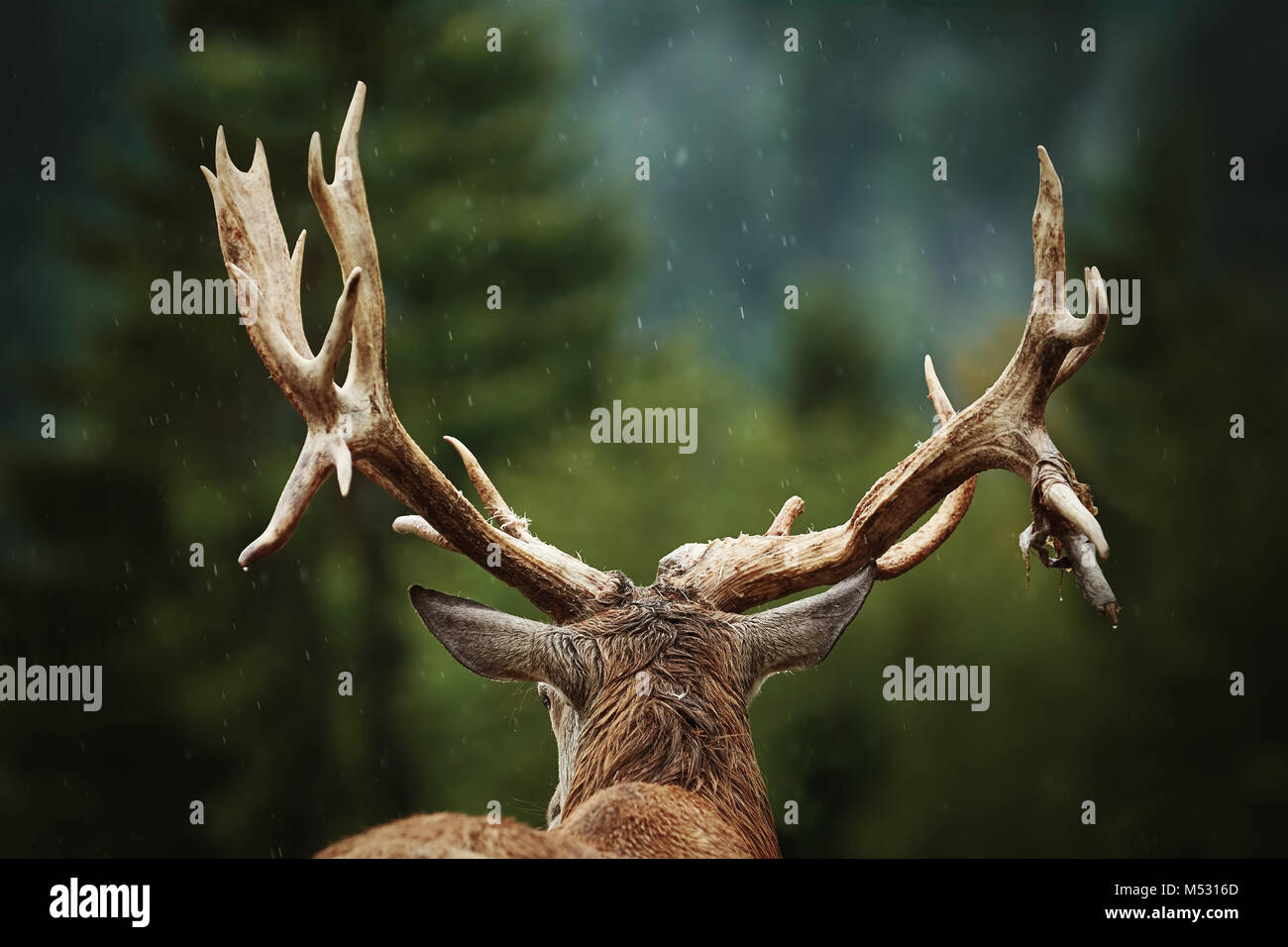 Red Deer Stag Stock Photo - Alamy