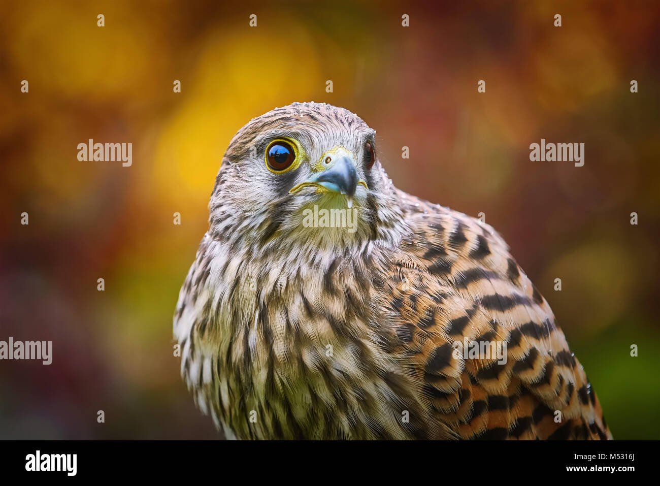 Falco tinnunculus portrait hi-res stock photography and images - Alamy
