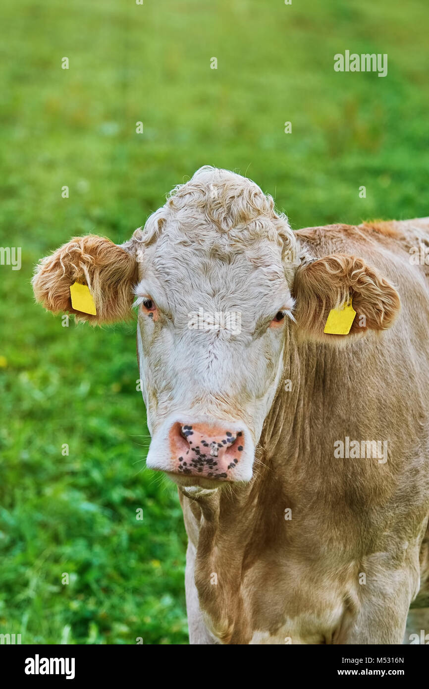 Portrait of Cow Stock Photo - Alamy