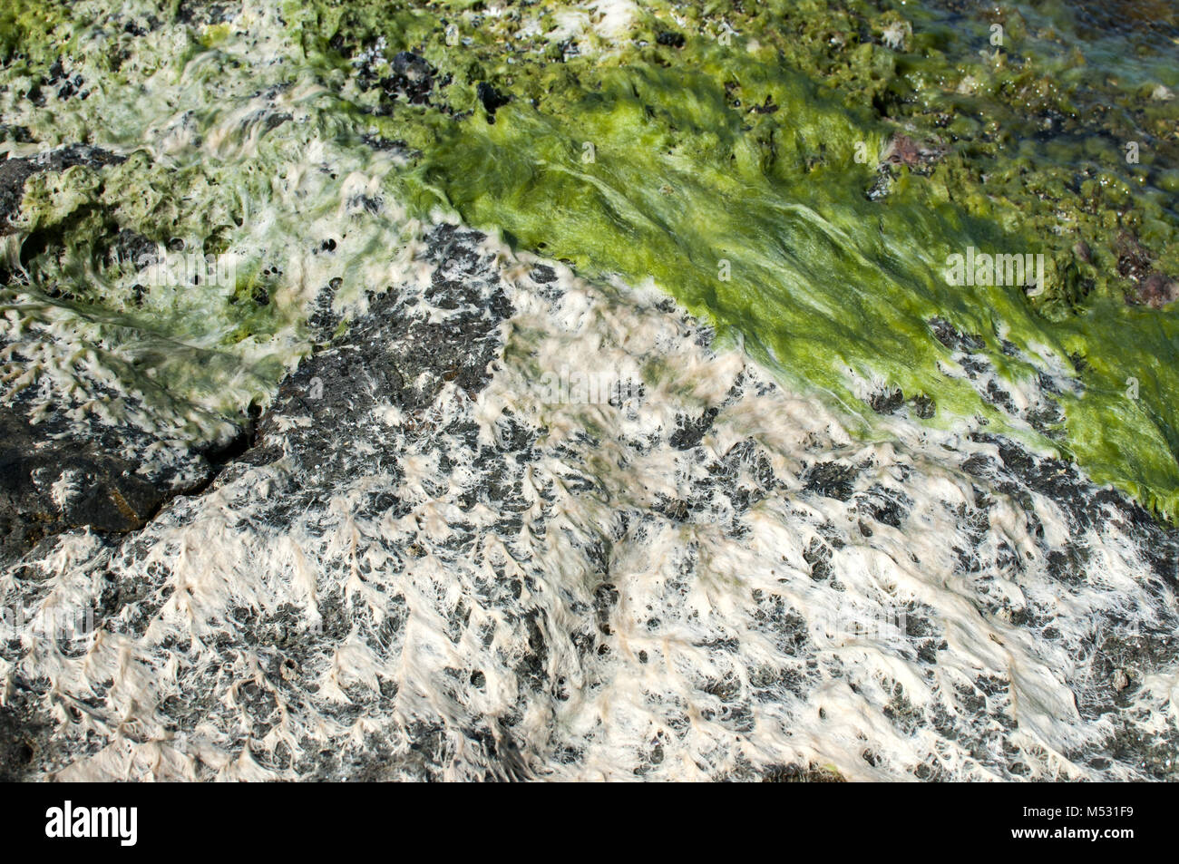 Seaweed And Rock Background High Resolution Stock Photography and ...