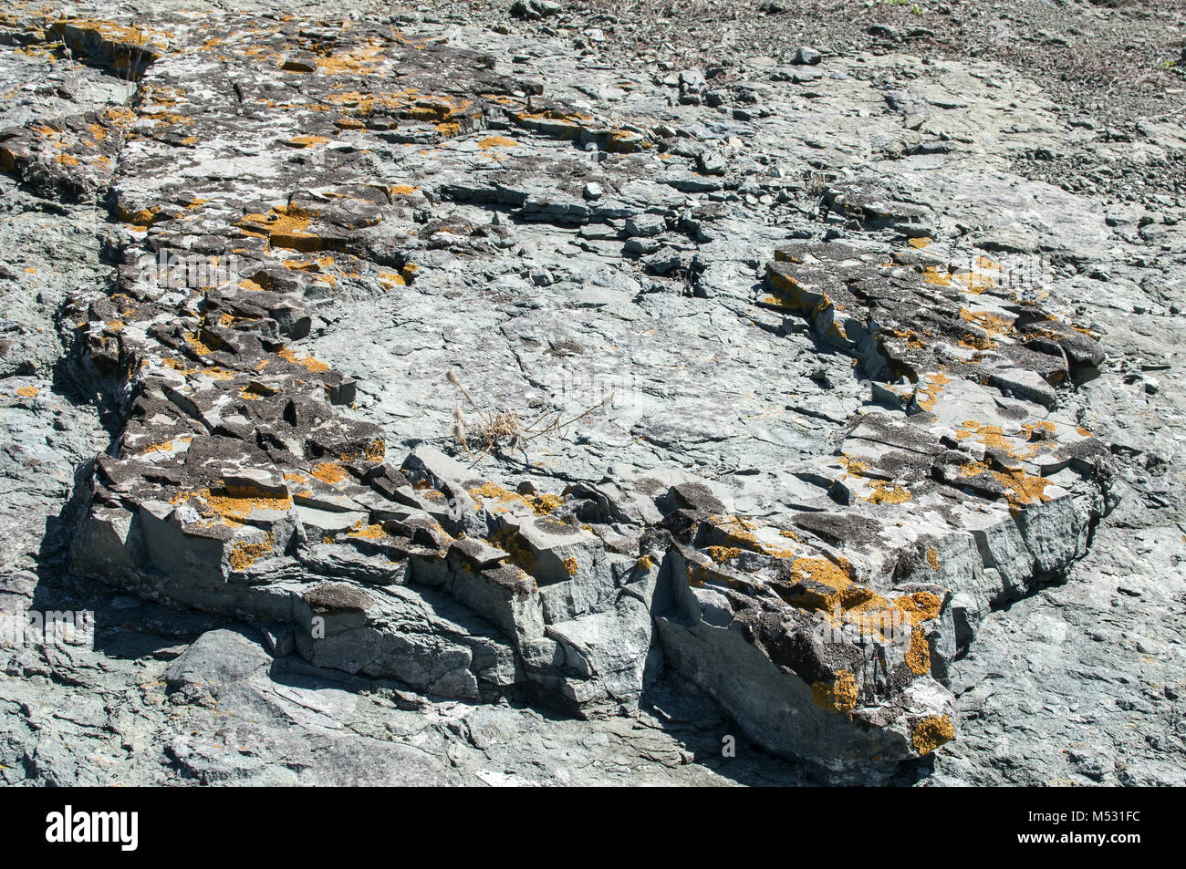 Sea rock surface with lichens closeup Stock Photo - Alamy