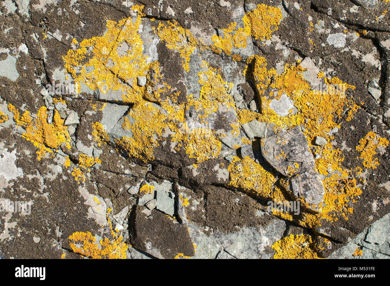 Lichens closeup hi-res stock photography and images - Alamy