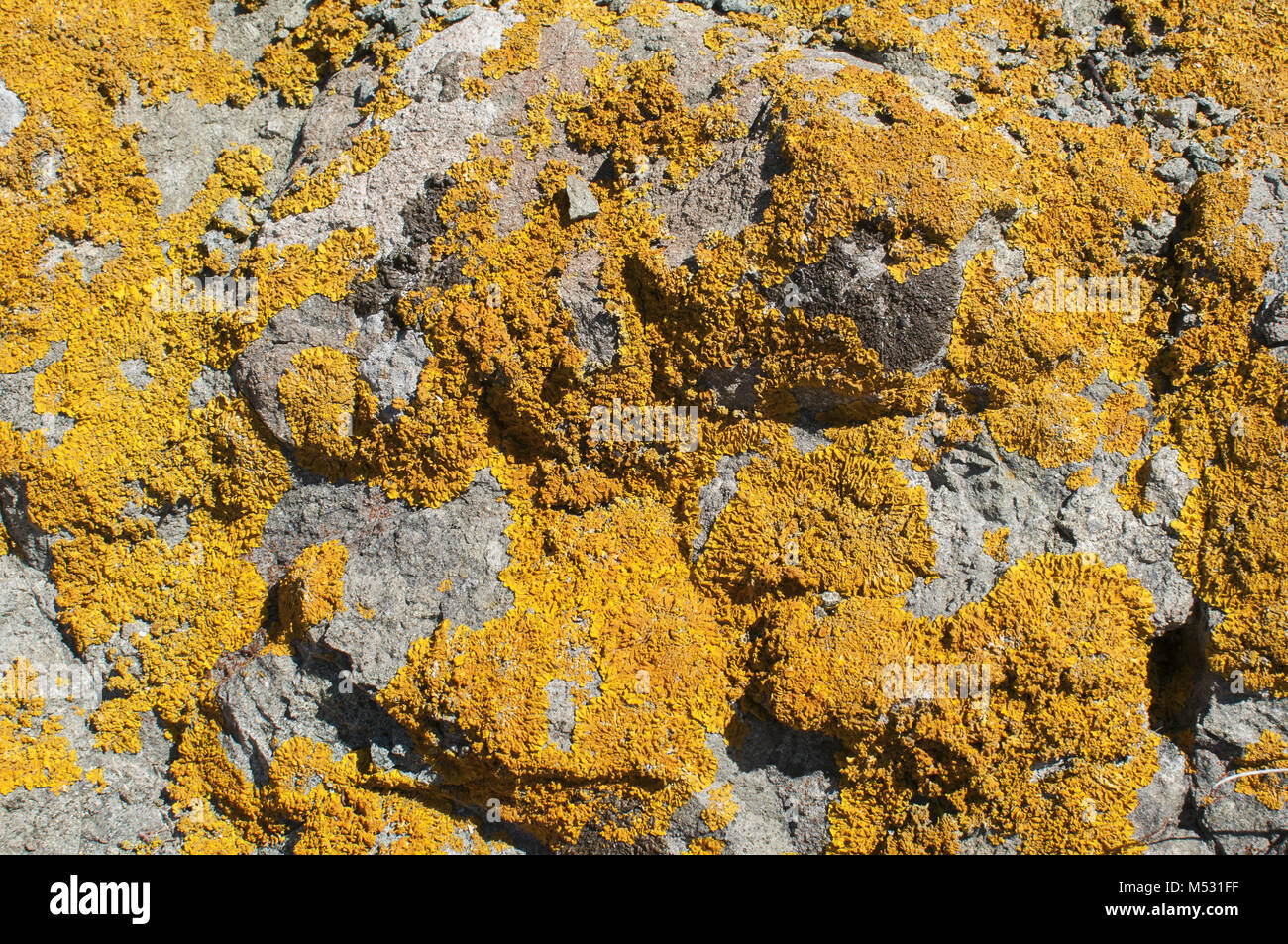 Spongy surface hi-res stock photography and images - Alamy