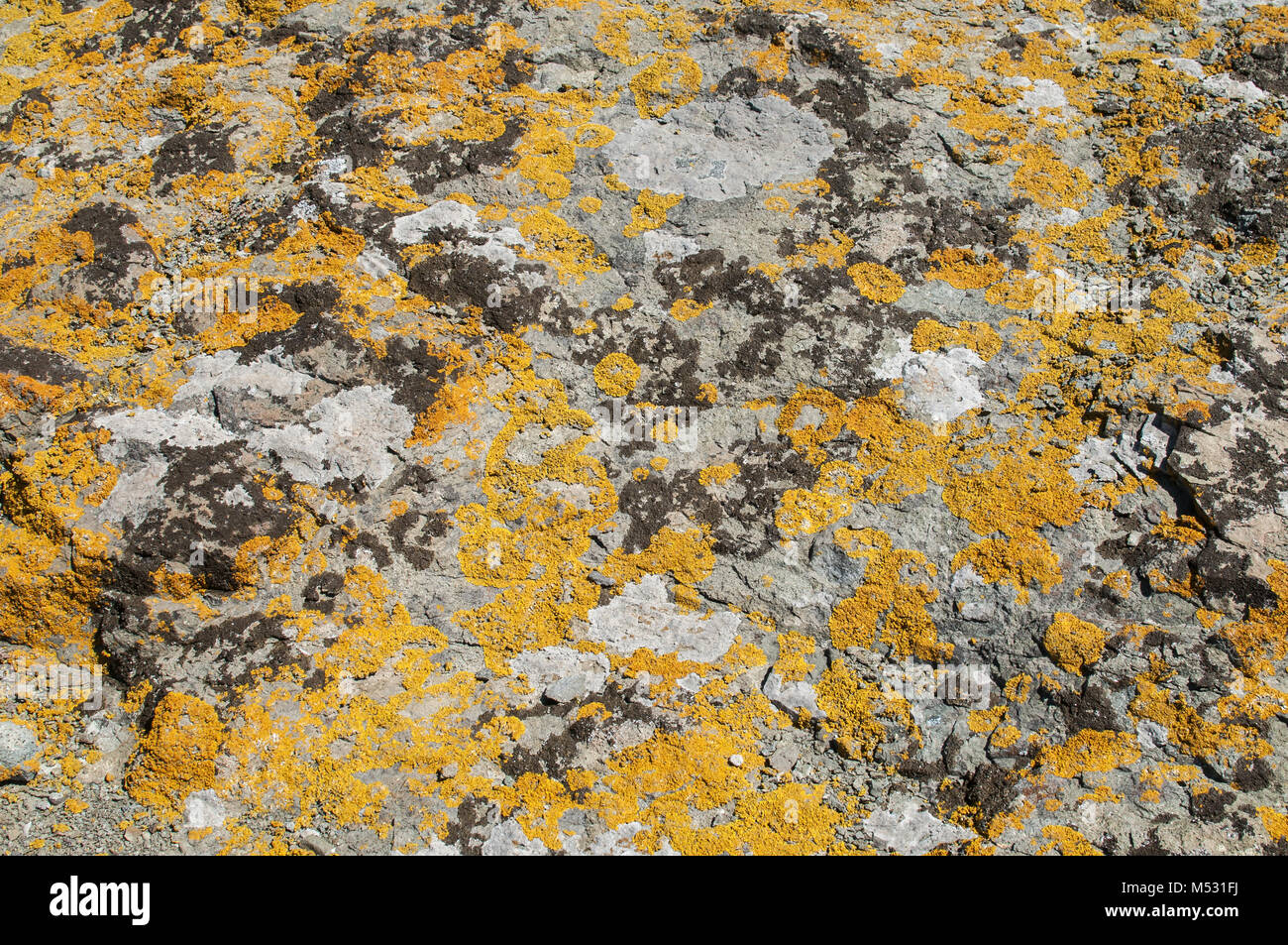 Spongy sea rock hi-res stock photography and images - Alamy