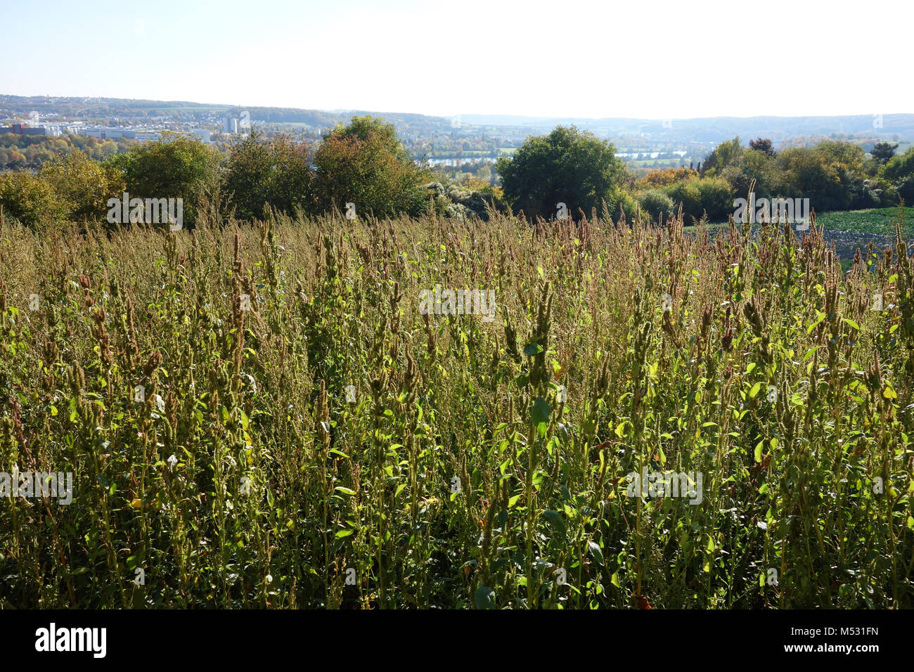 Amaranthus retroflexus, common amaranth Stock Photo - Alamy
