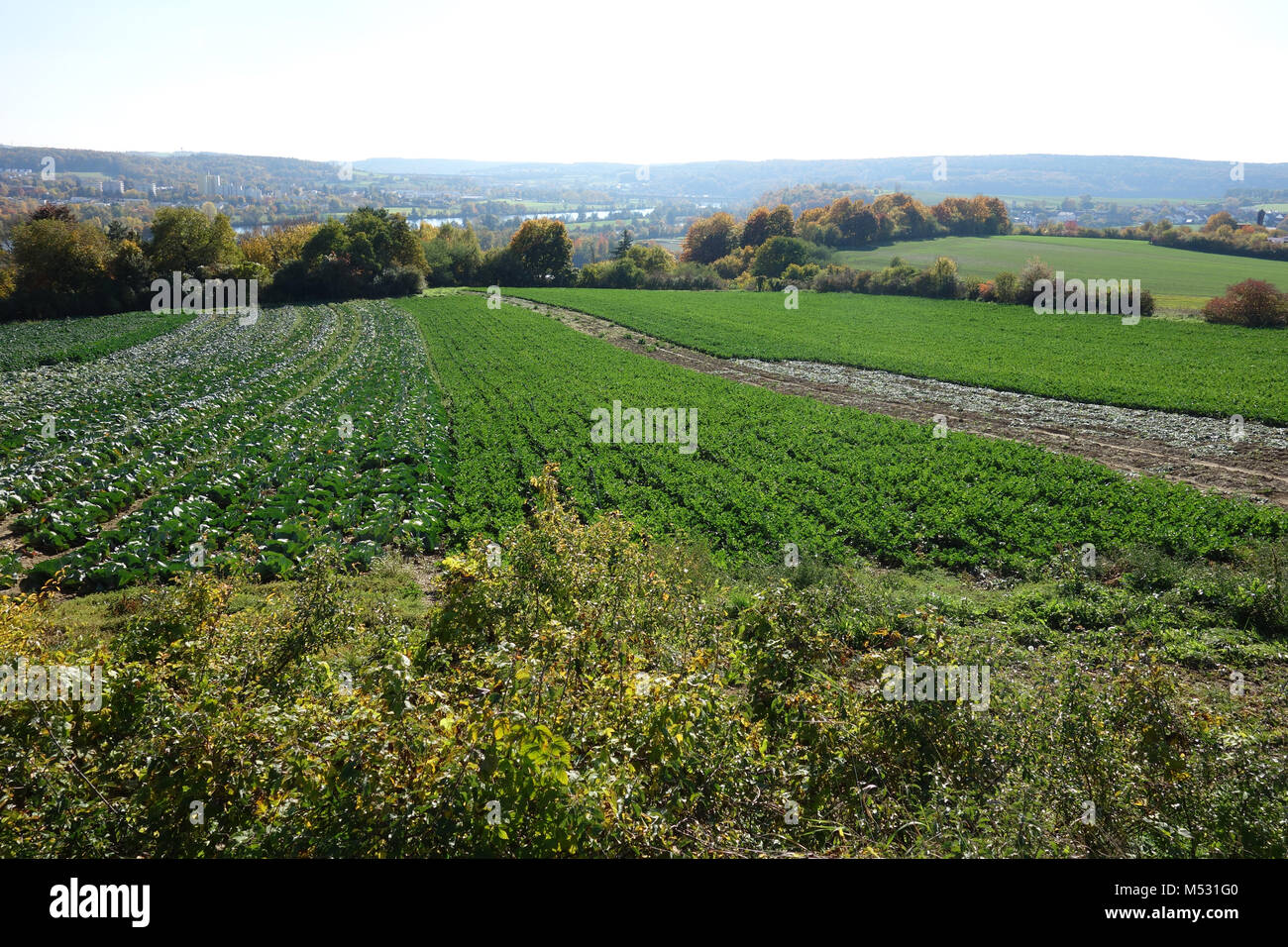 Apium Graveolens High Resolution Stock Photography and Images - Alamy