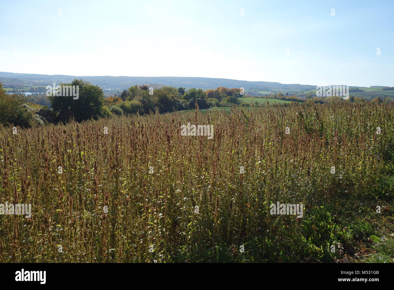 Amaranthus retroflexus, common amaranth Stock Photo - Alamy
