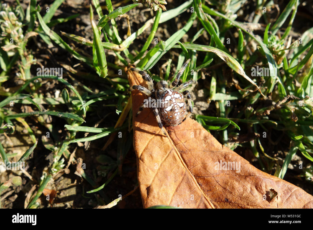 Araneus quadratus, four-spot orb-weaver Stock Photo - Alamy