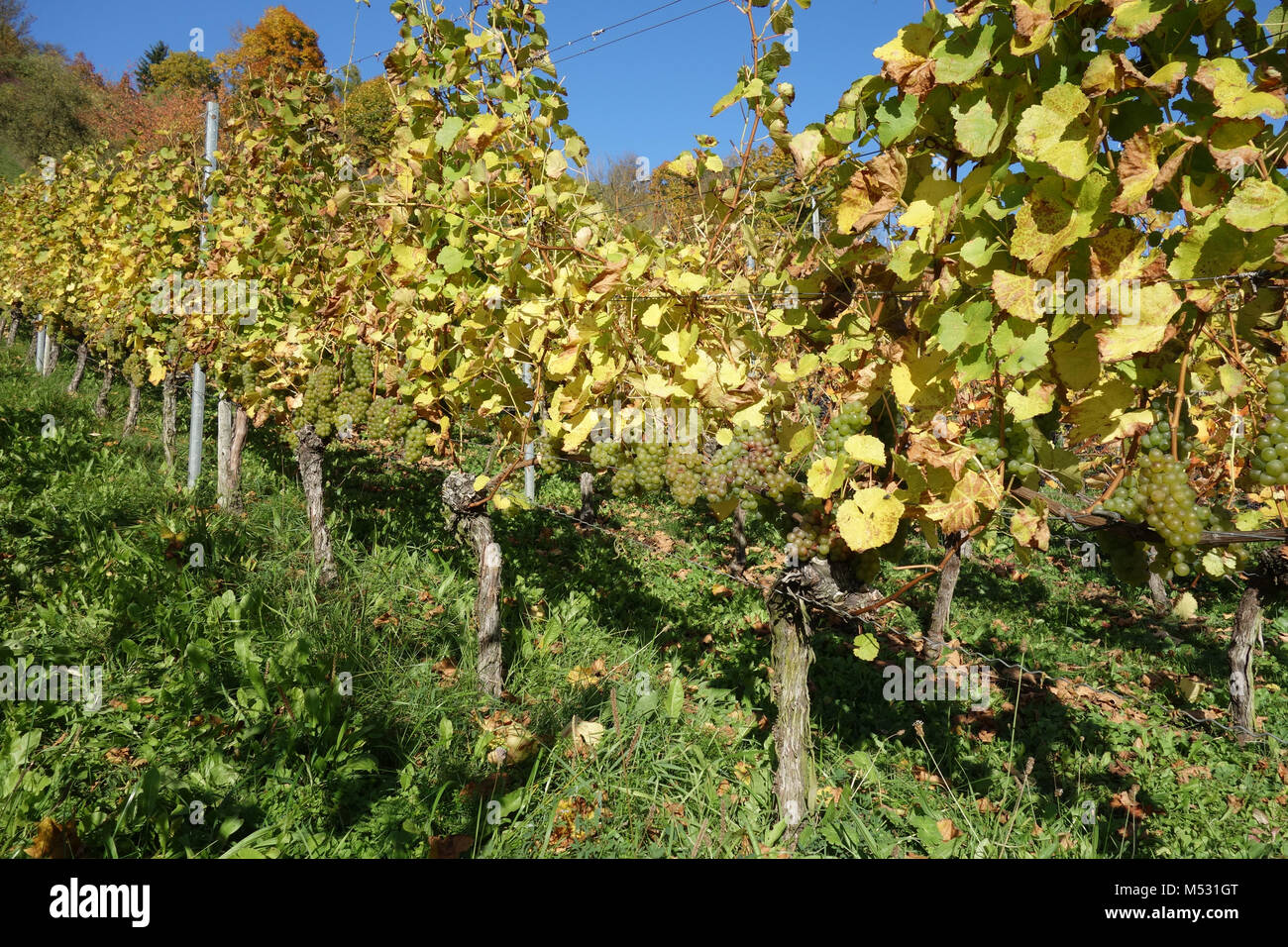 Silvaner hi-res stock photography and images - Alamy