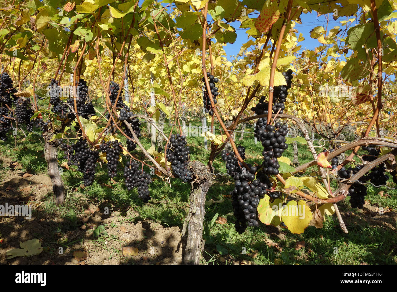 Merlot vineyard hi-res stock photography and images - Alamy